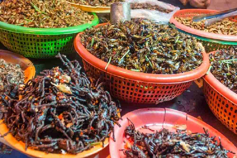 What are the Most Edible Insects?