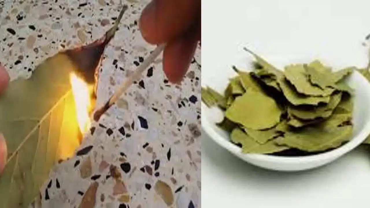 Burn Bay Leaves in the House and See What Happens After 10 Minutes!