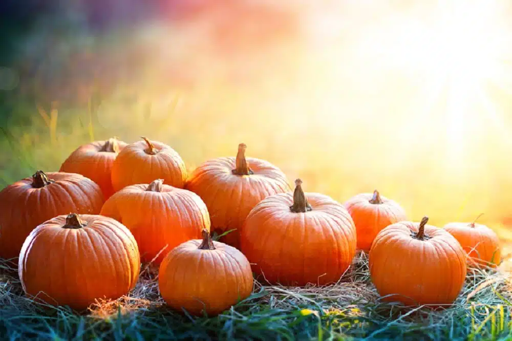 Pumpkin have proven health benefits