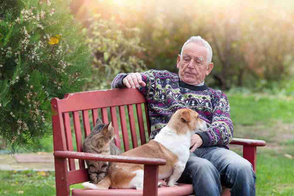 From Zoomies to Snoozies: Navigating Your Pet’s Midlife Years